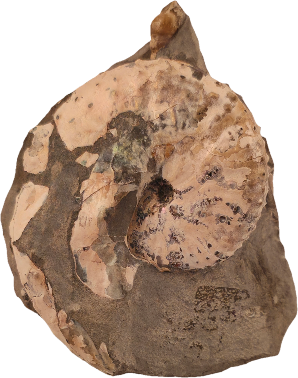 Discoscaphites conradi w/ interesting Predation