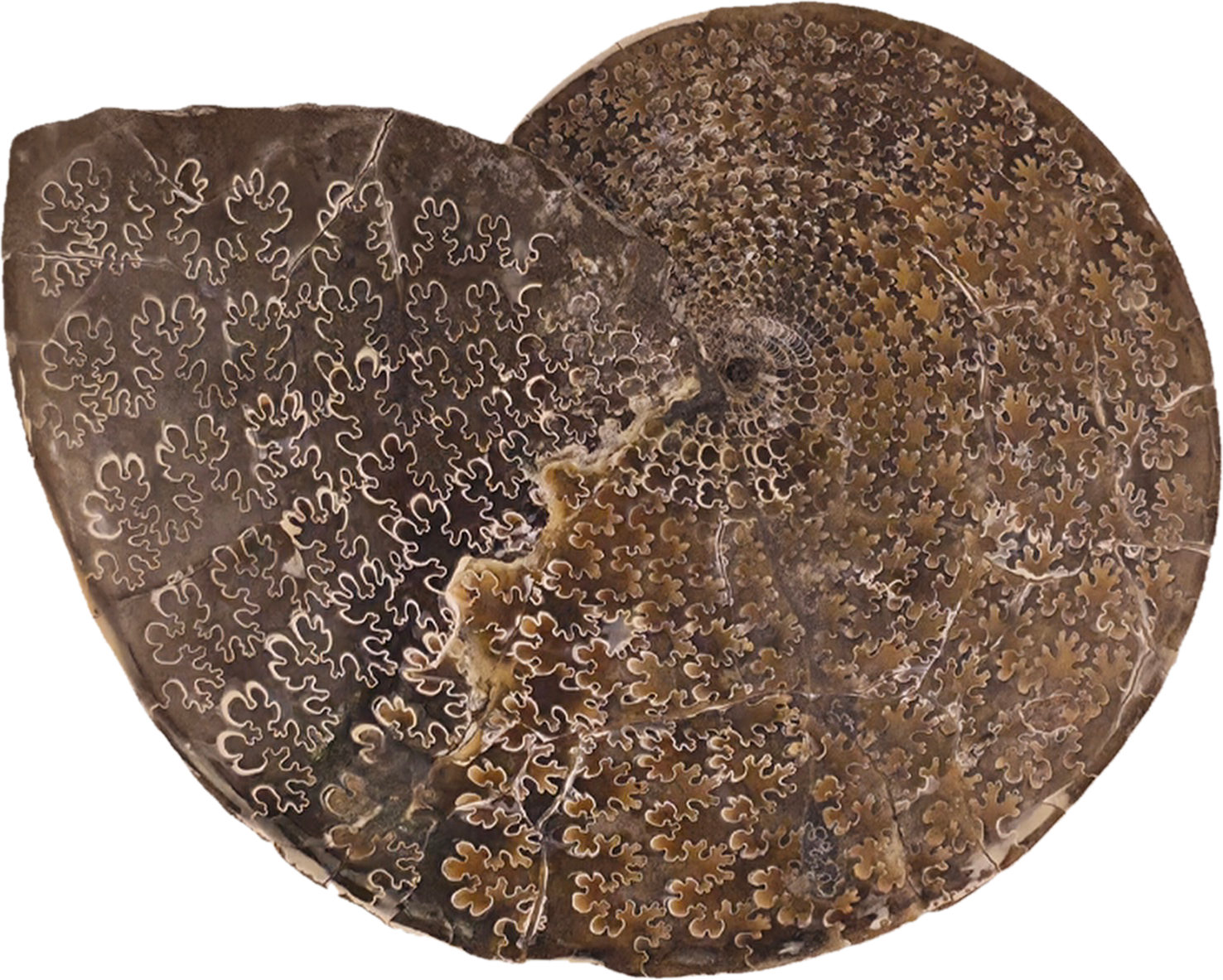 Sphenodiscus beecheri w/ Exposed Sutures
