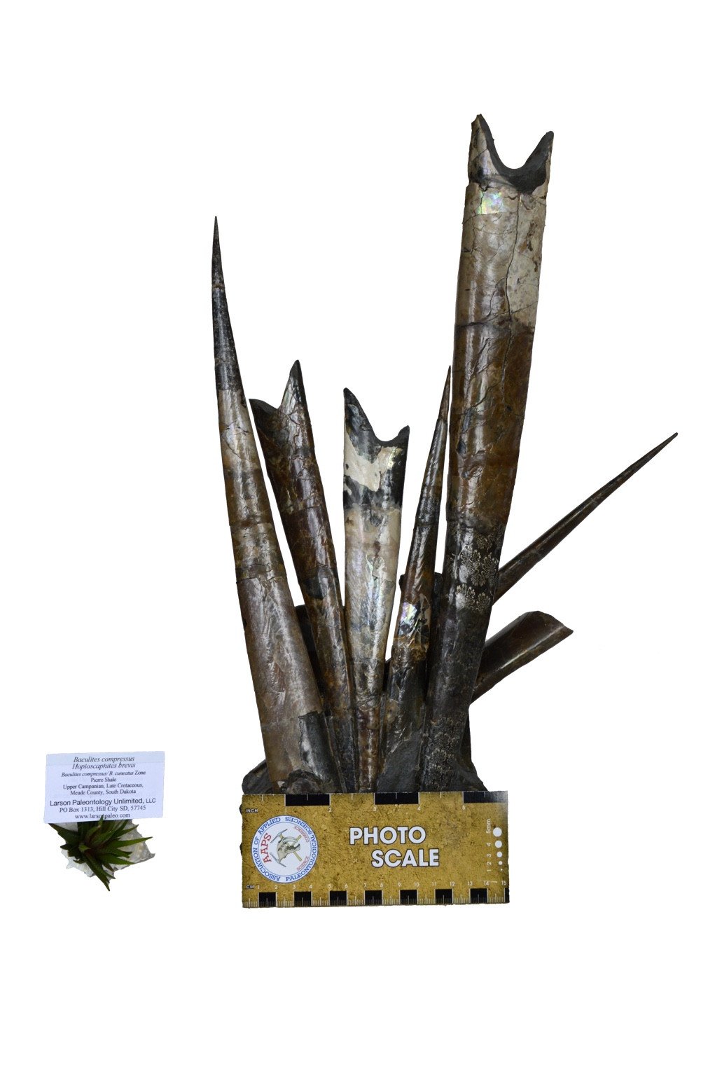 Larson Paleontology – LPFossils