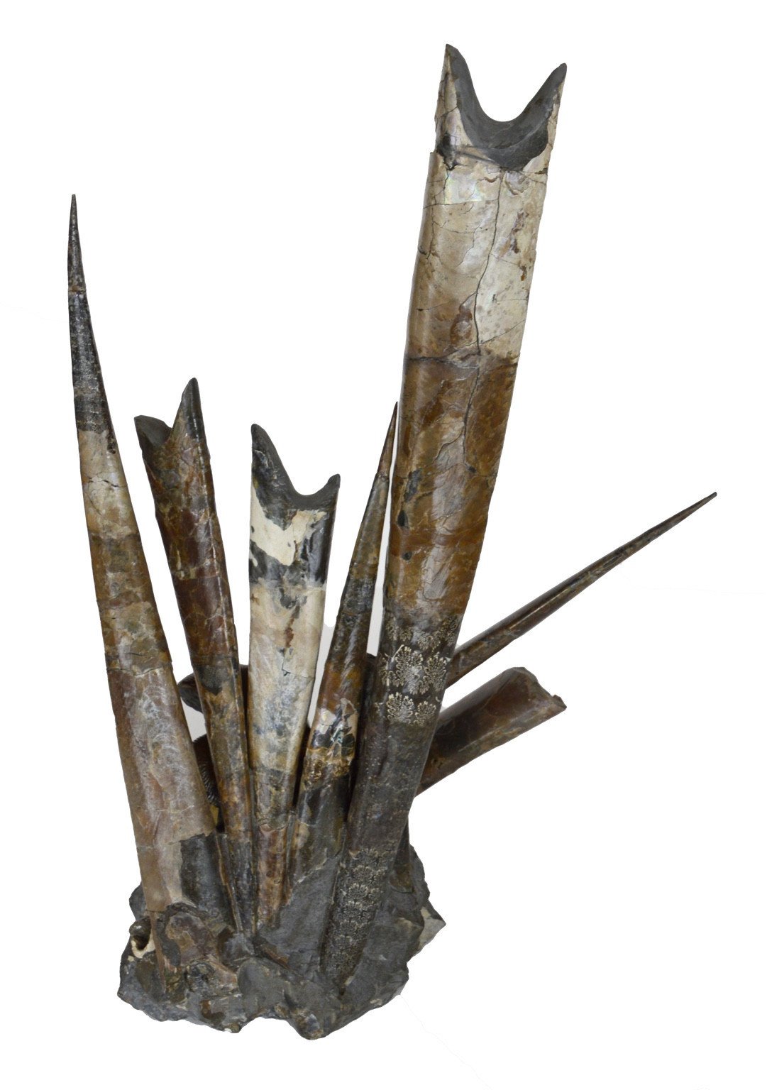 Larson Paleontology – LPFossils