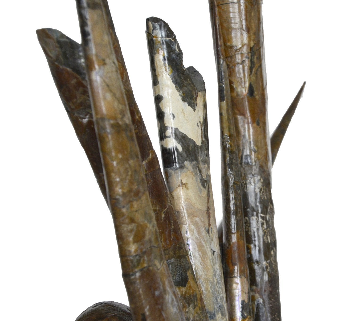 Larson Paleontology – LPFossils