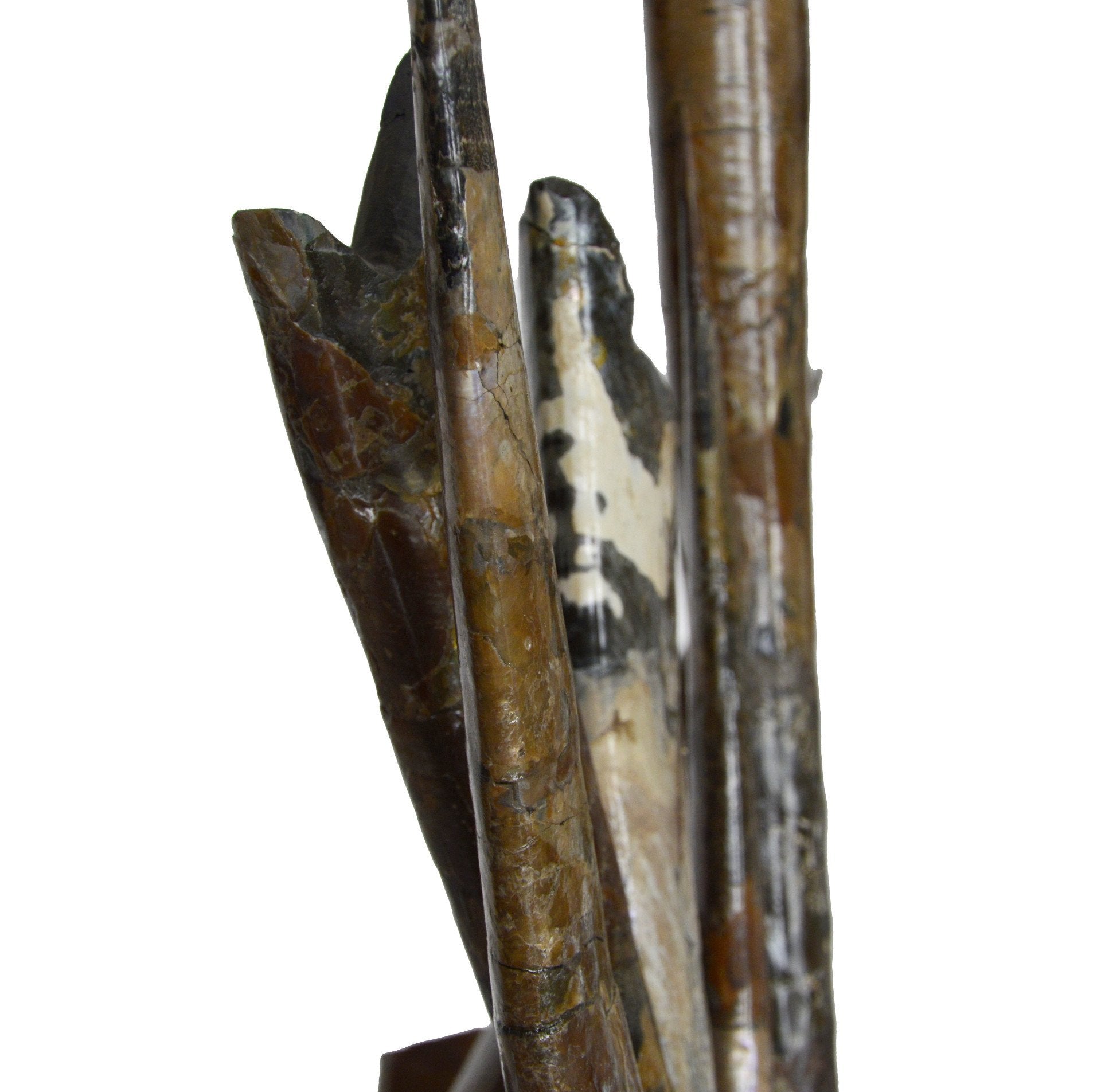 Larson Paleontology – LPFossils